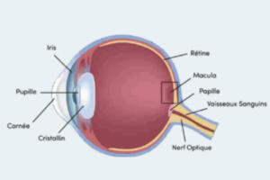 Symptômes et traitements des pathologies oculaires - Le blog des ...